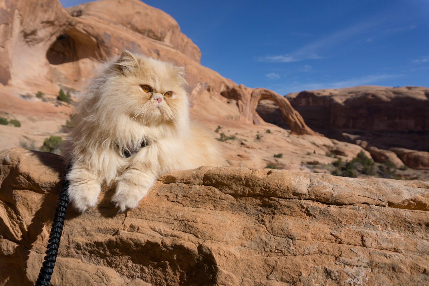 'Floyd The Lion' lives up to his name – Adventure Cats